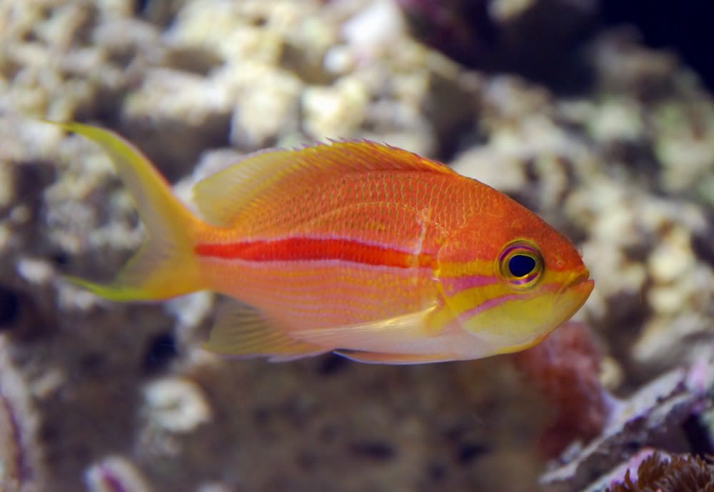 WTT/WTS - Red striped Anthias - Reef Central Online Community
